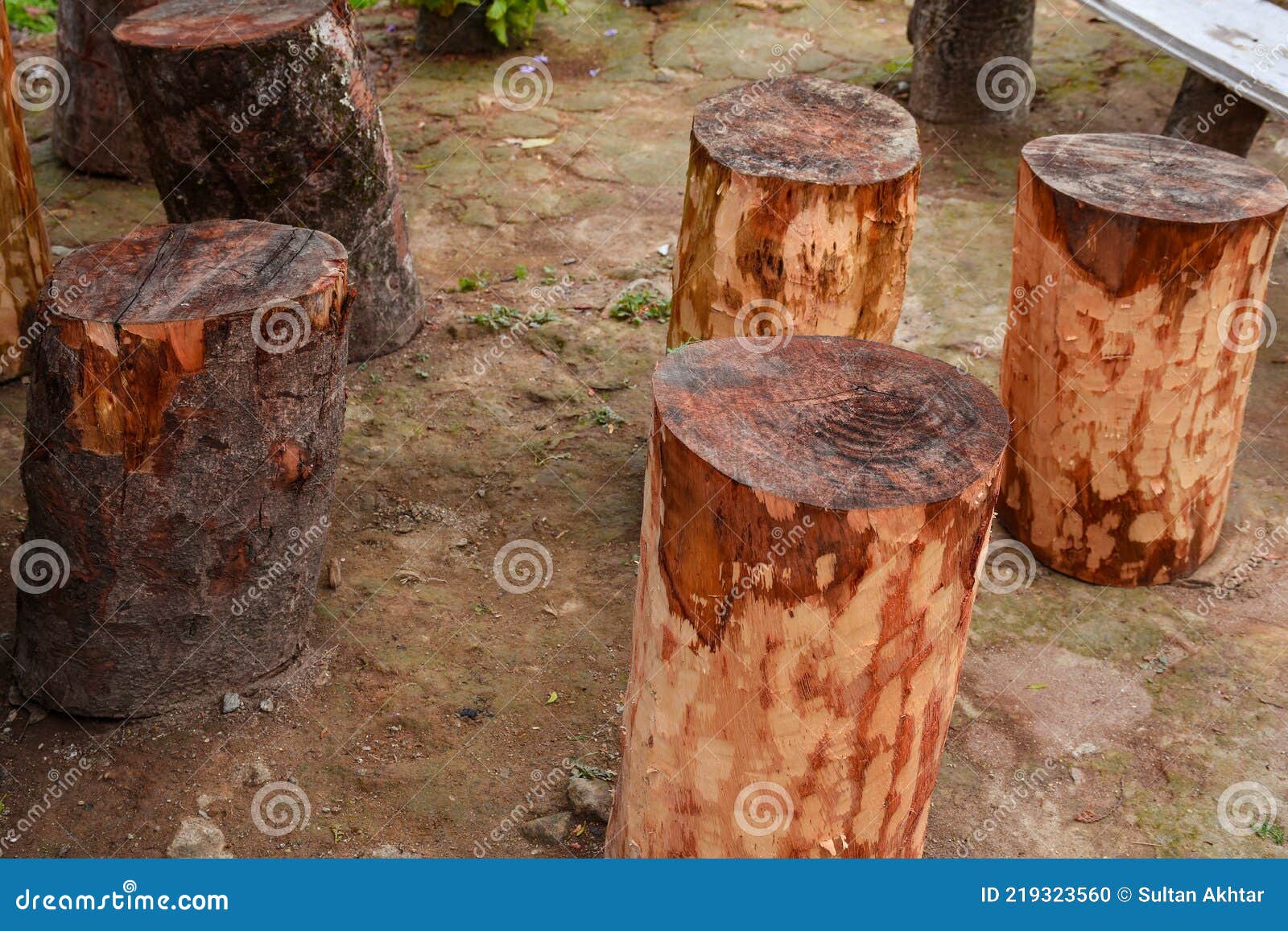 Arrangement for Sitting on Natural Tree Trunk Stock Photo - Image of ...