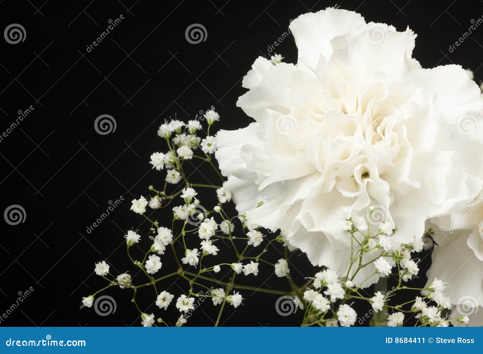 Arrangement of White Carnations and Baby S Breath Stock Image - Image ...