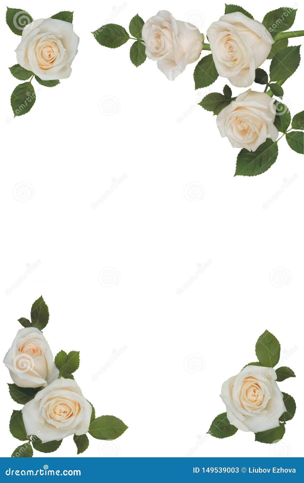Arrangement of White Roses on a White Background. Frame. Isolated ...