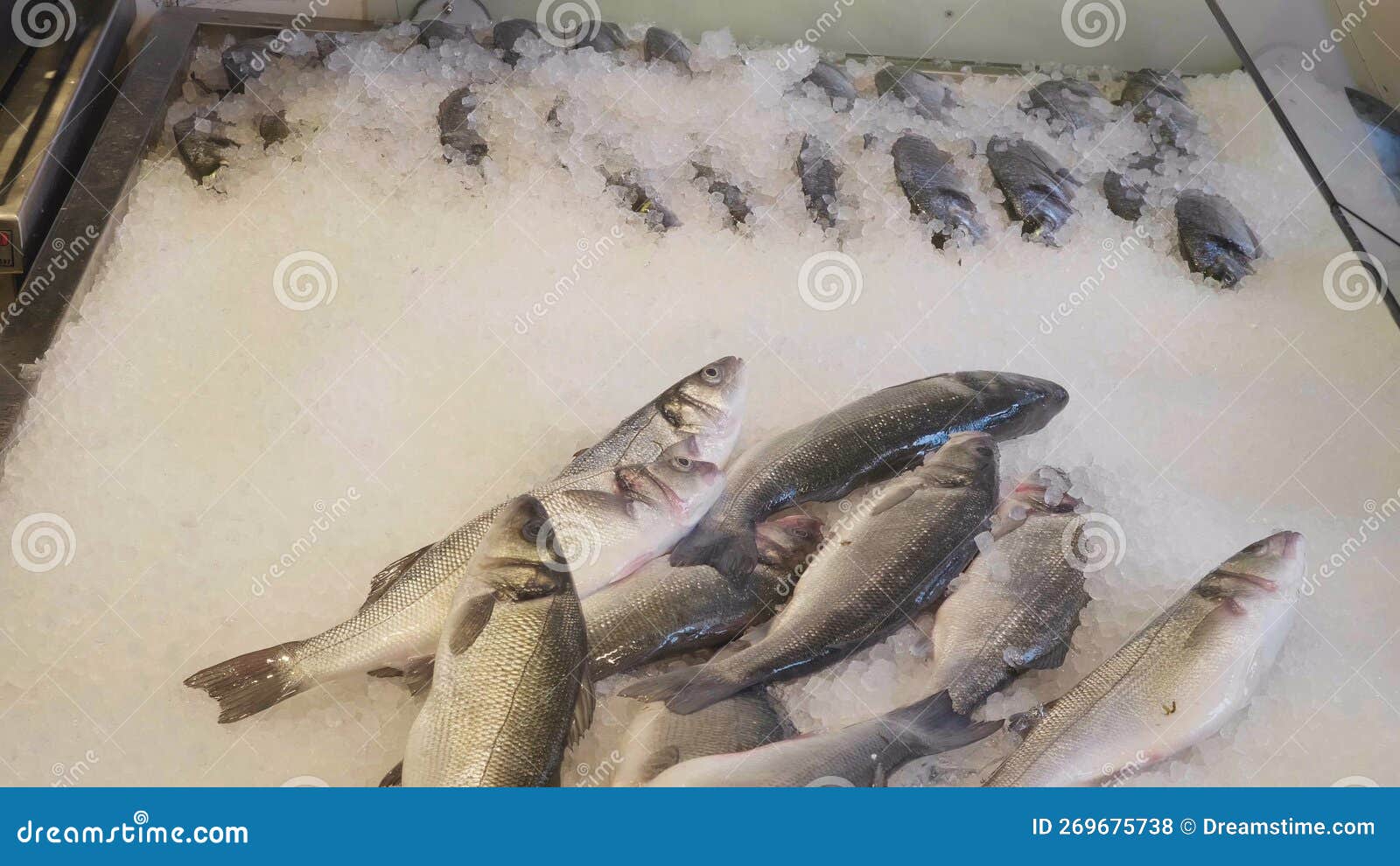 Arranging Fresh Fish in Ice for Display Stock Photo - Image of nature ...