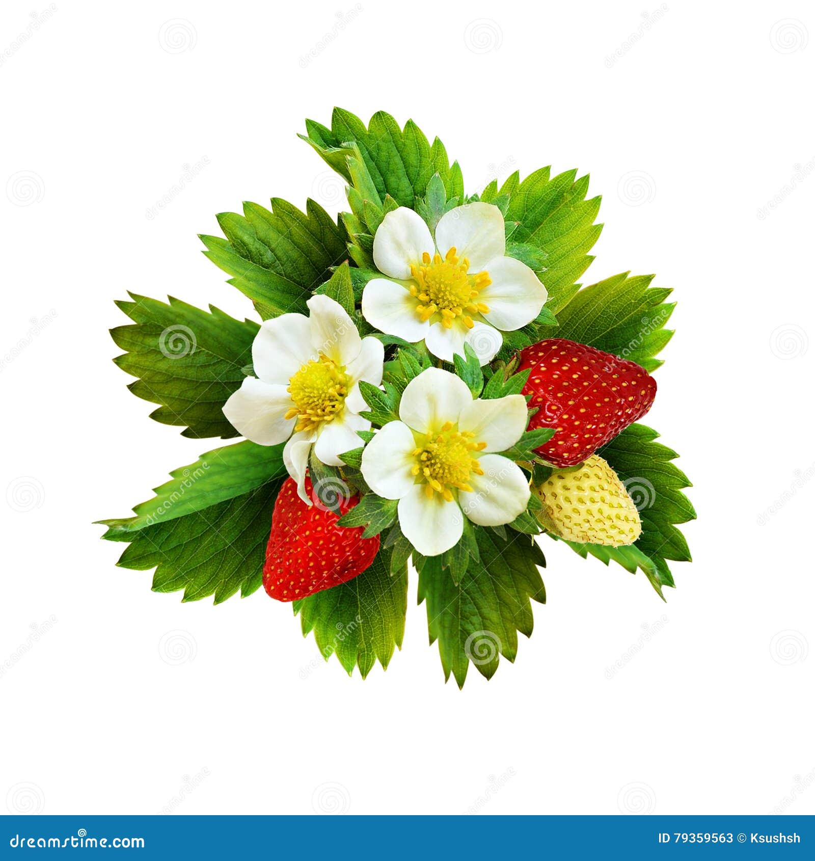 Arranjo Das Morangos Com Flores E Folhas Imagem de Stock - Imagem de ...