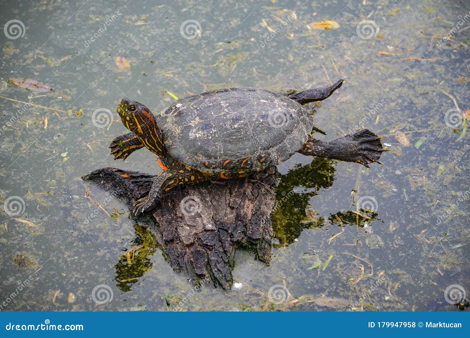 An Arrau Turtle Resting and Sunning Itself on a Log in the Amazon ...