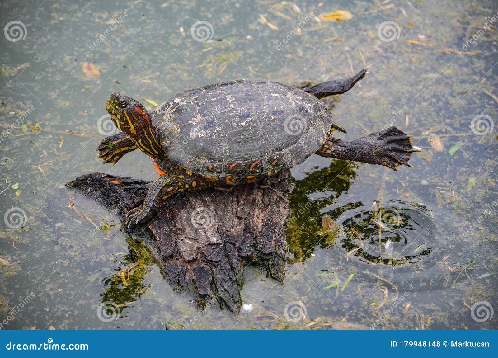 An Arrau Turtle Resting and Sunning Itself on a Log in the Amazon ...