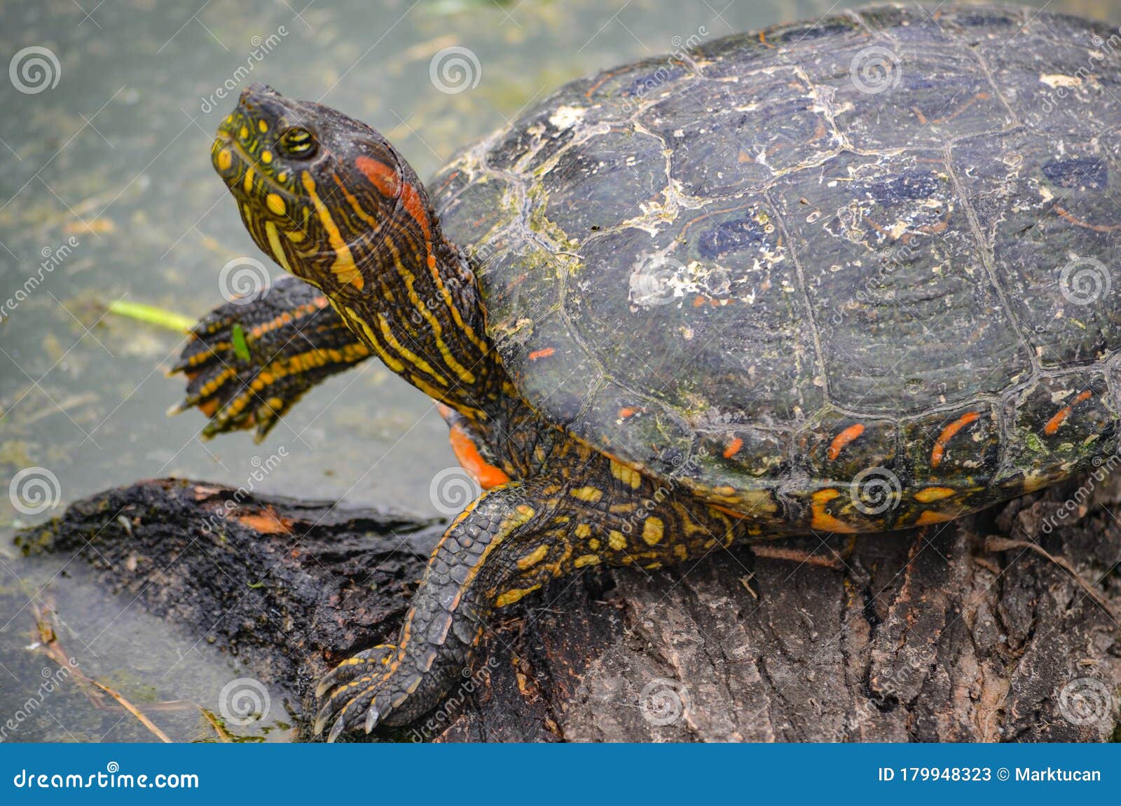 An Arrau Turtle Resting and Sunning Itself on a Log in the Amazon ...