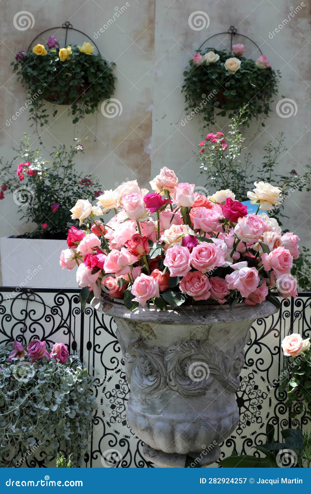 Array of Beautiful Full Roses of Varying Colours in Garden Setting ...