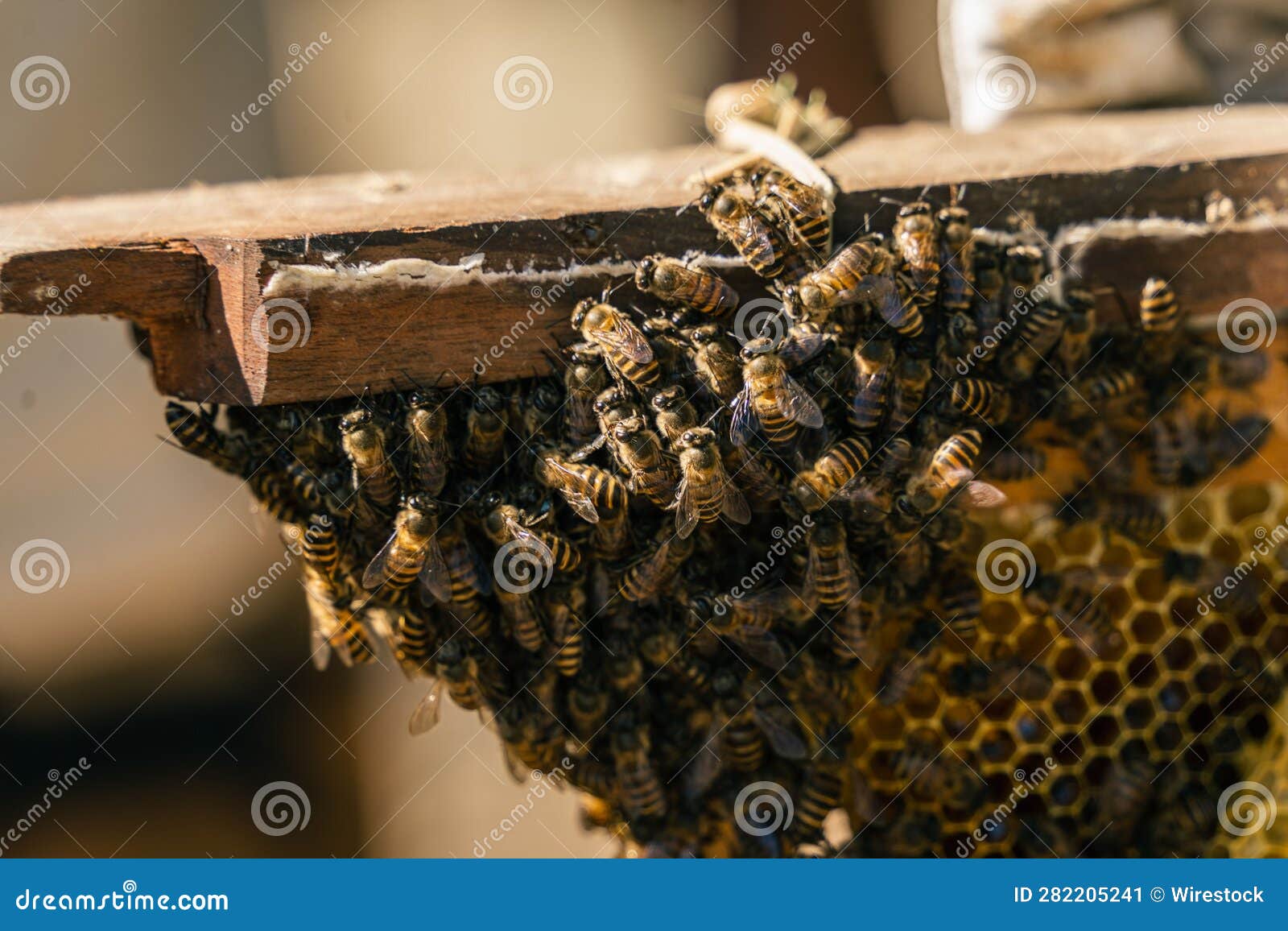 Array of Bees Congregates in an Idyllic Beehive Stock Image - Image of ...