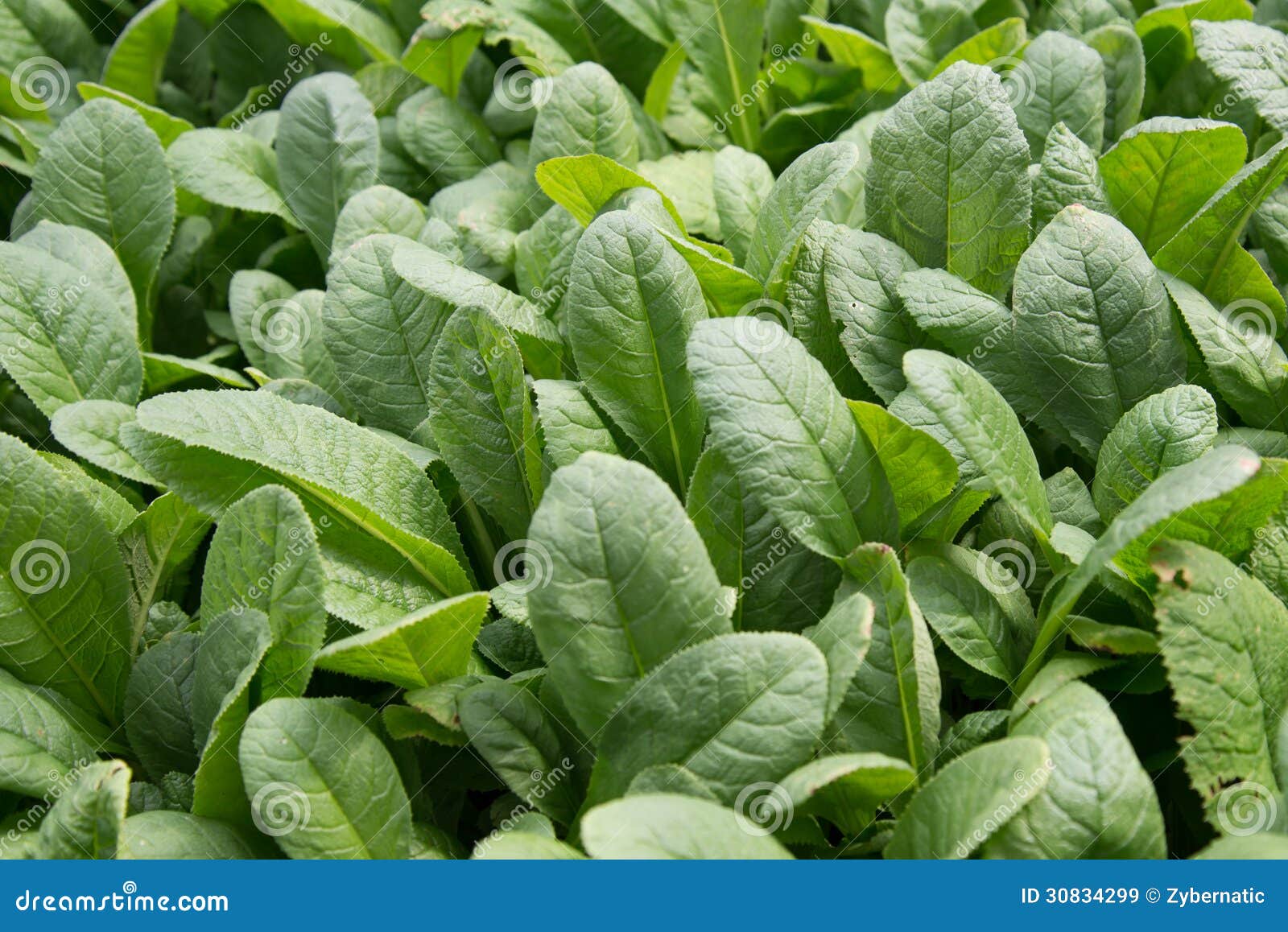 Array of Begonia Plants stock image. Image of begonia - 30834299