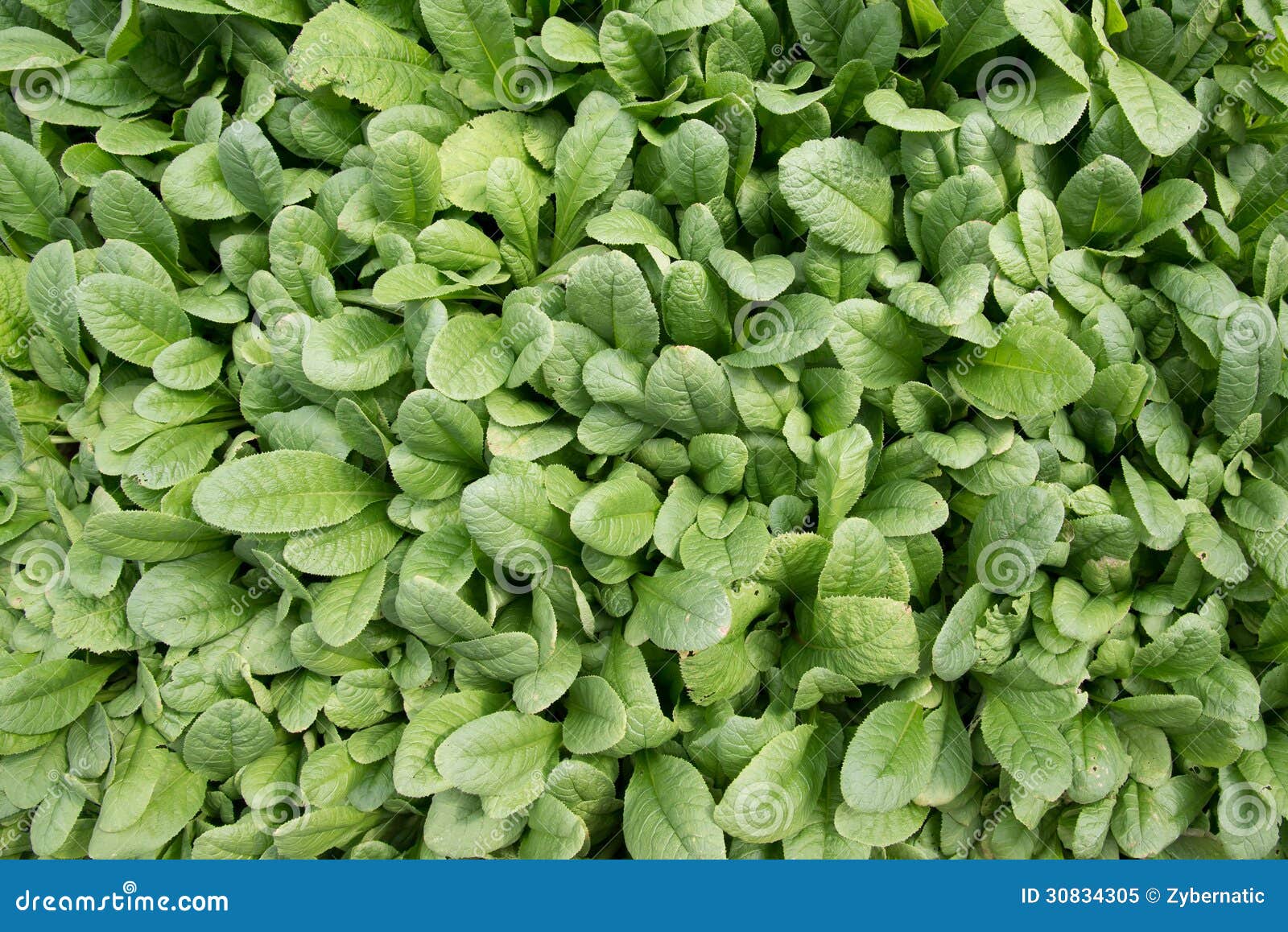 Array of Begonia Plants stock image. Image of beginning - 30834305