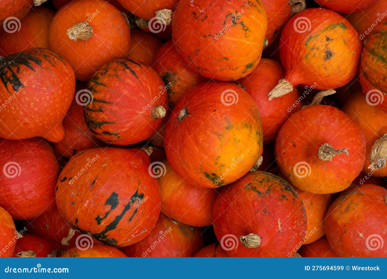 Array of Bright and Colorful Pumpkins Arranged in a Pile Stock Image ...