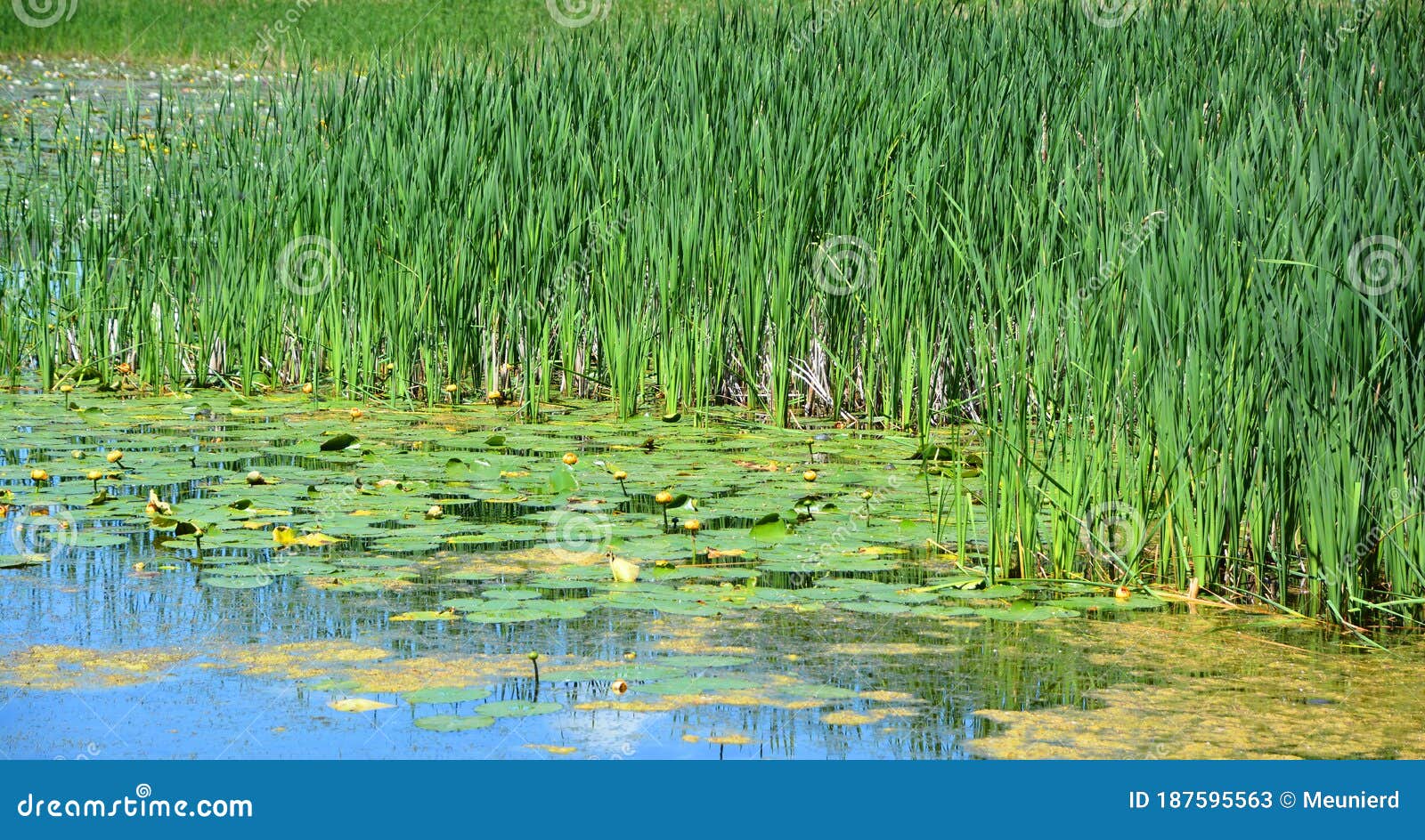 An array of bulrushes stock image. Image of meadow, outdoors - 187595563