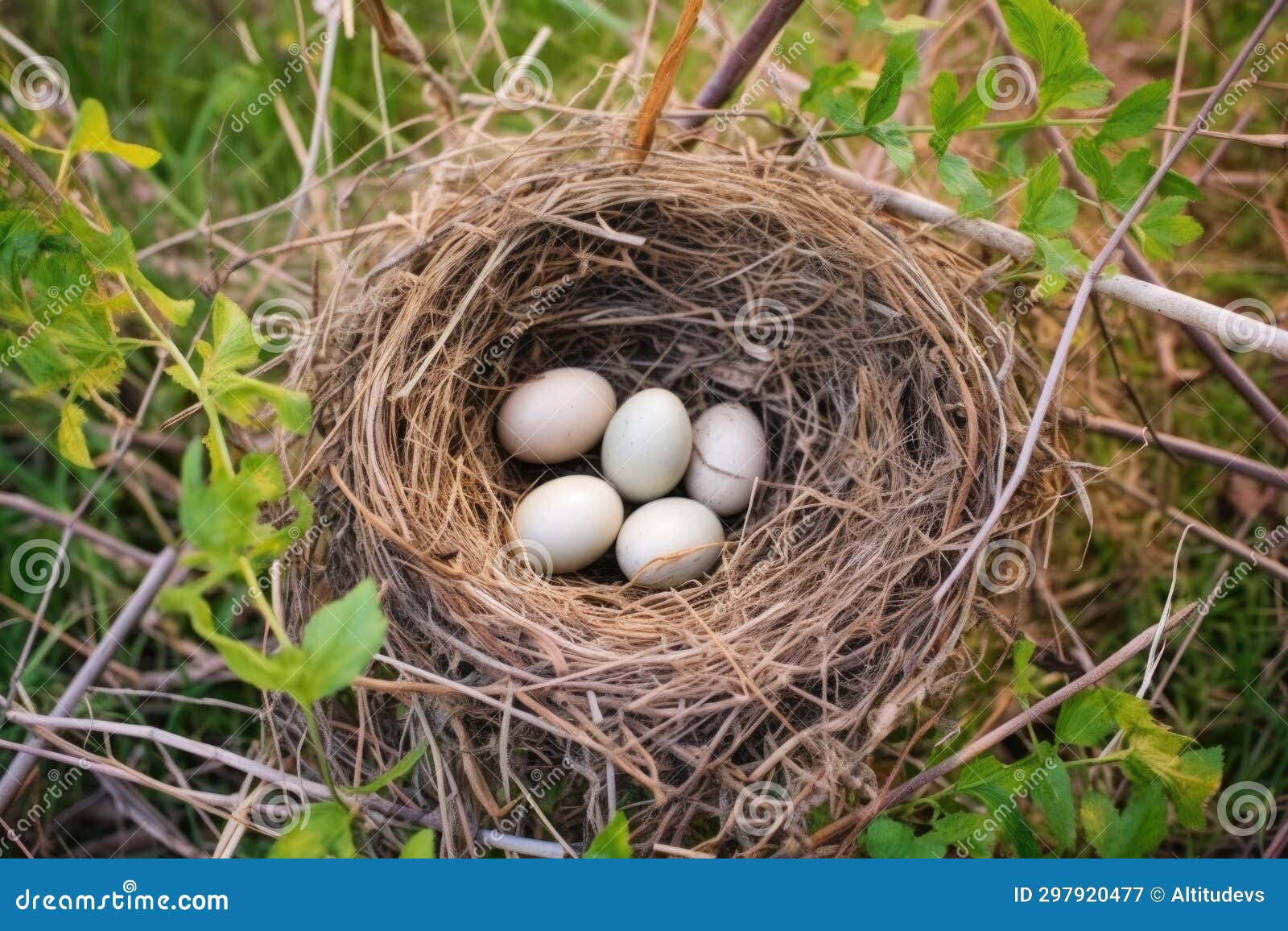 An Array of Different Birds Nests Nestled in Bushes Stock Image - Image ...