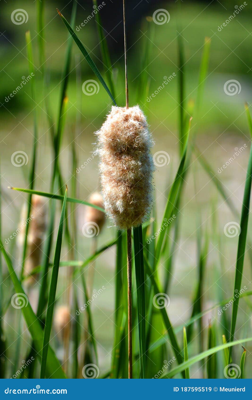 An Array of Dried Bulrushes Stock Image - Image of feathers, outdoors ...