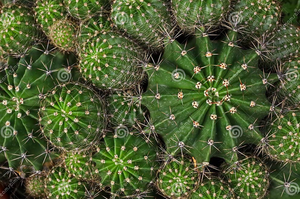 Array of Green Cacti Creating a Natural Backdrop Stock Photo - Image of ...