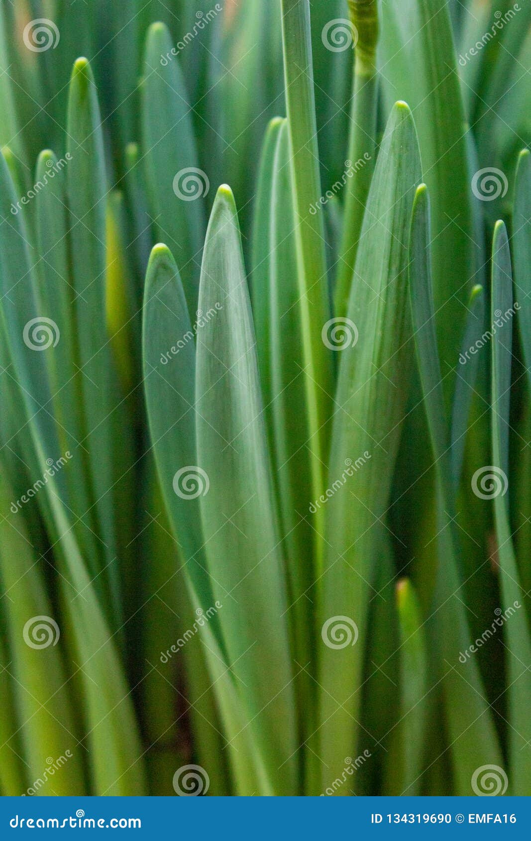 An Array of Green Daffodil Leaves Stock Photo - Image of foliage ...