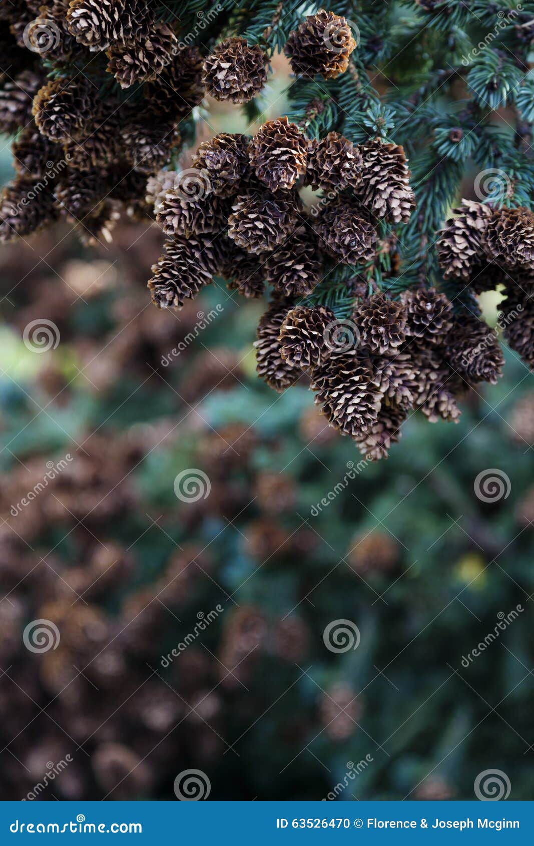 Array of Pine Cones on Branch in Right Corner Stock Photo - Image of ...