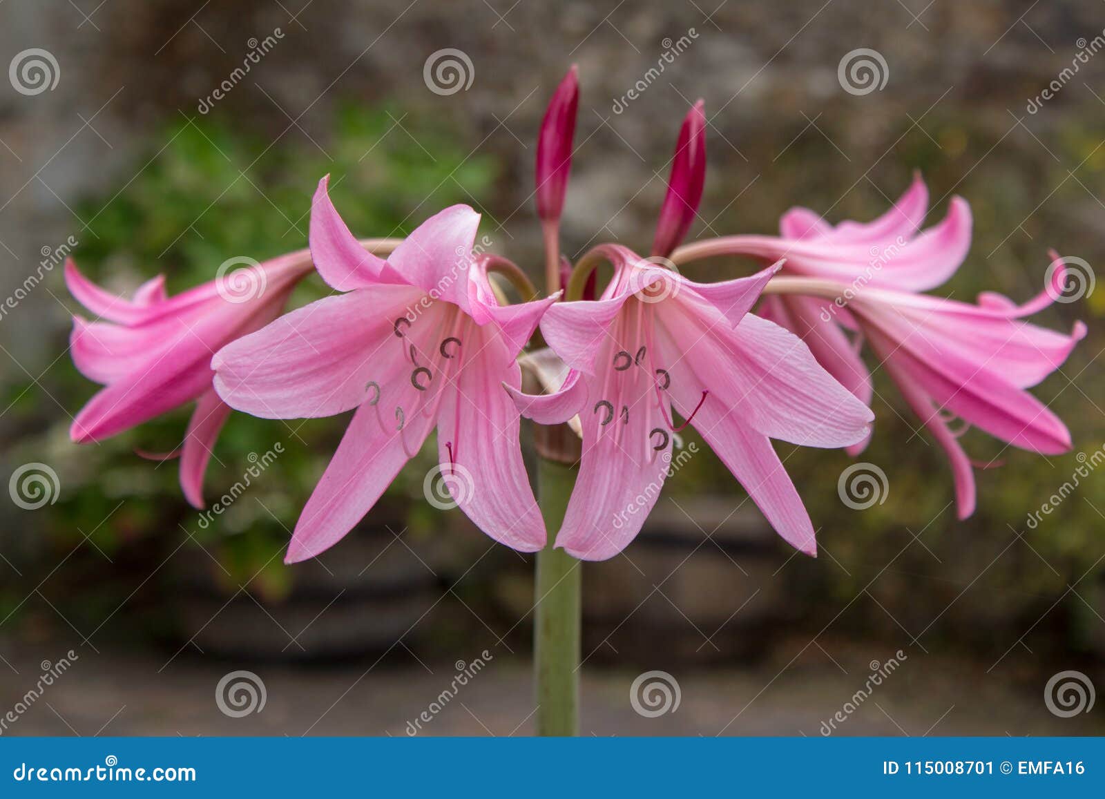 An Array of Pink Crinum Lily Flowers in the Garden Stock Image - Image ...