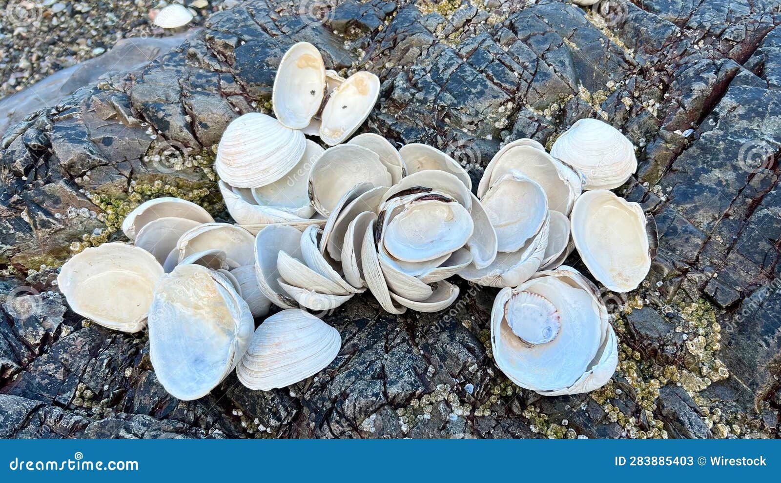 Array of Seashells on a Rigged Rock Surface. Bowen Island, Howe Sound ...