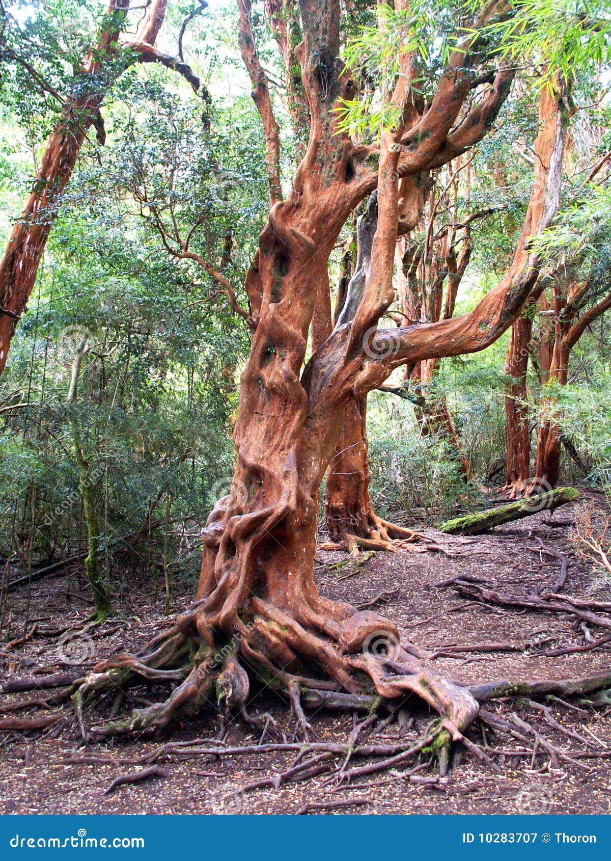 Arrayan tree stock image. Image of plant, bark, flora - 10283707