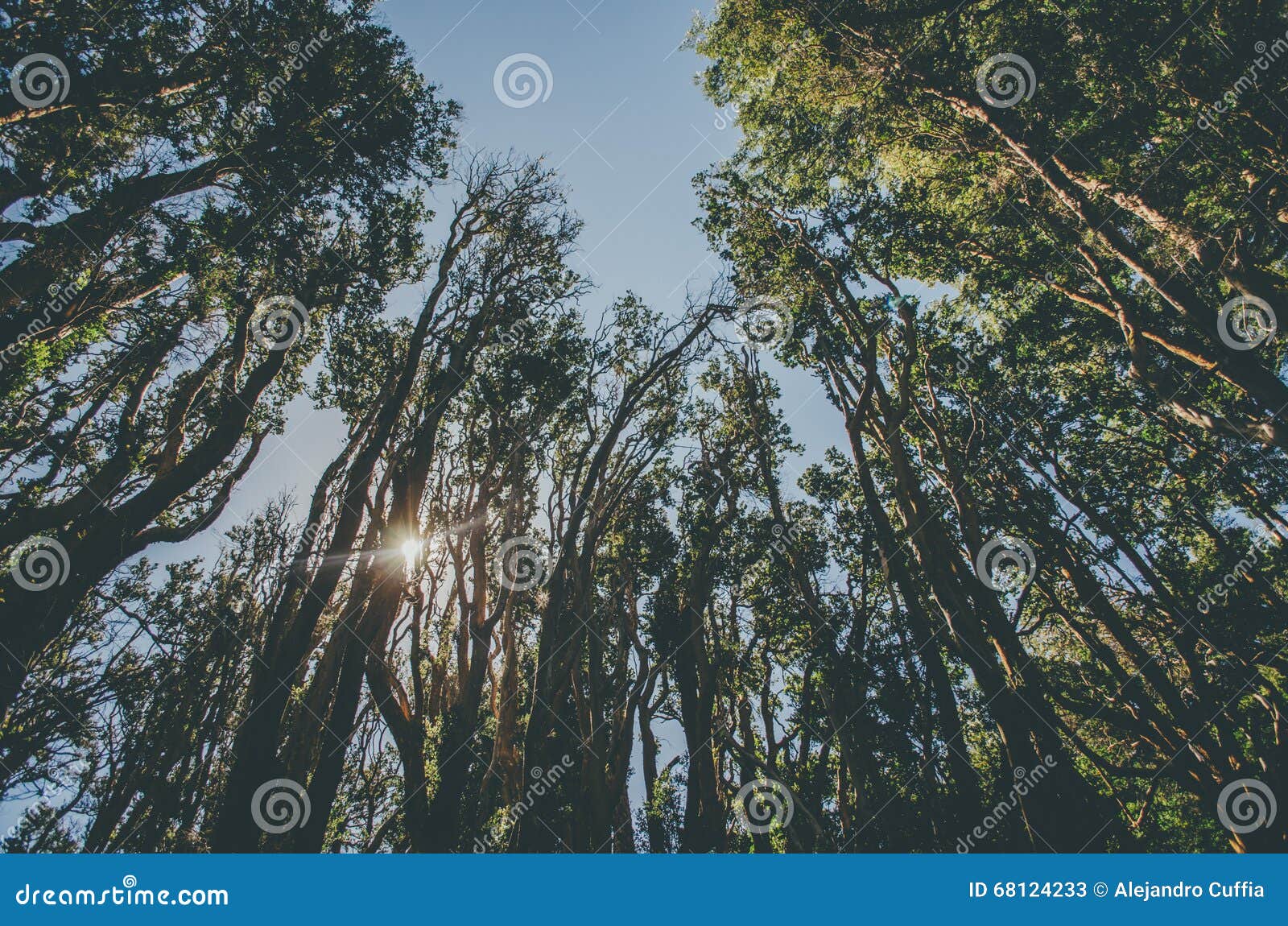 Arrayan trees stock image. Image of flora, forest, excursion - 68124233