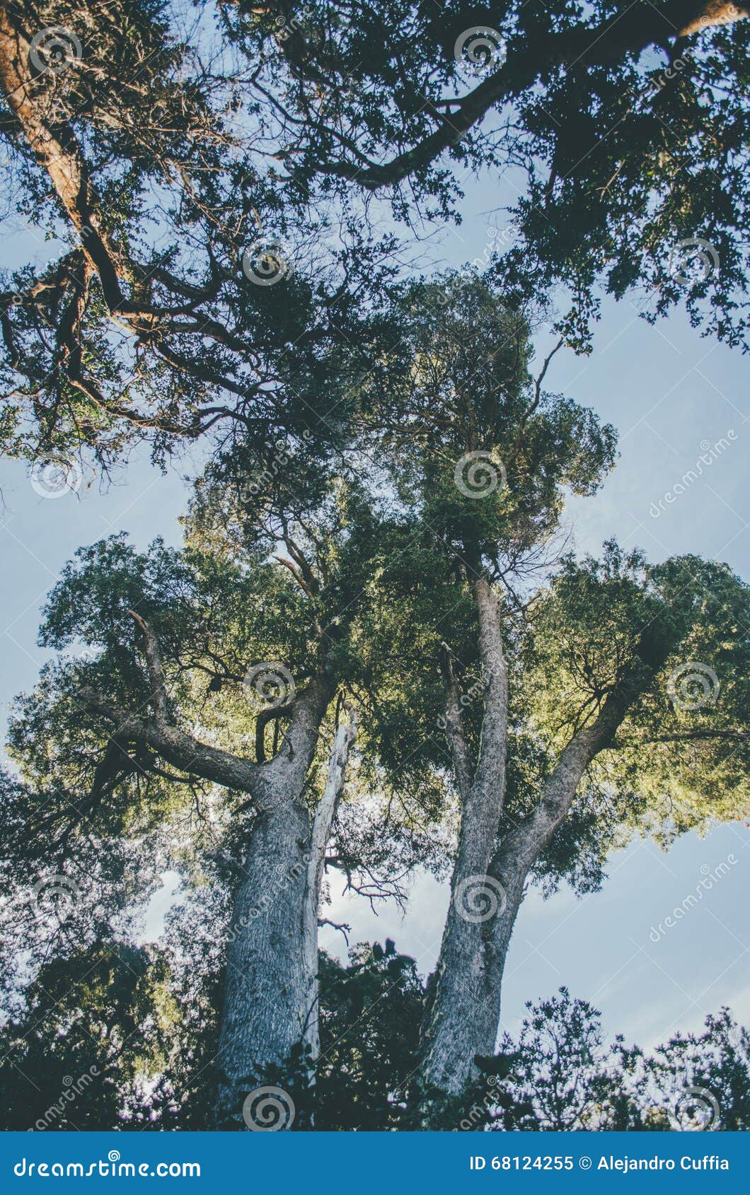 Arrayan trees stock image. Image of hiking, flora, destination - 68124255