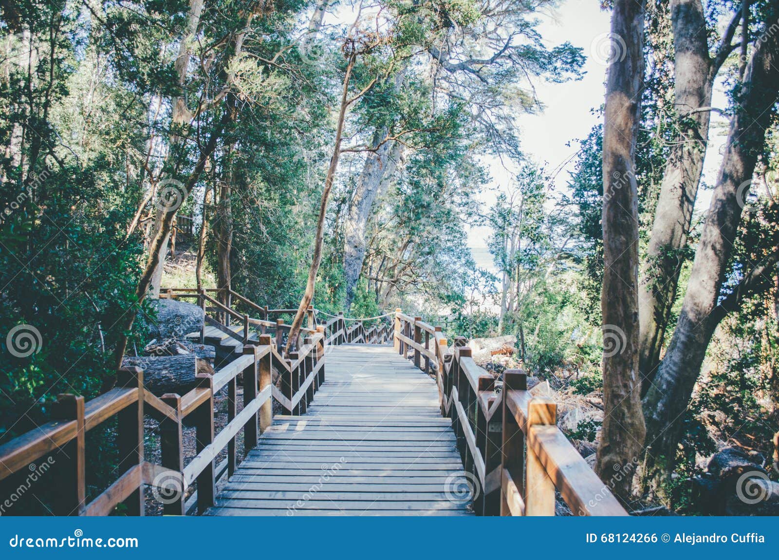 Arrayan trees stock photo. Image of america, beauty, cable - 68124266