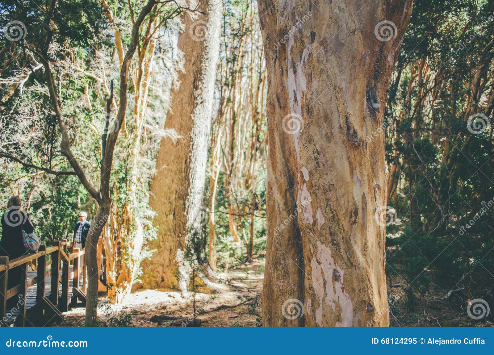 Arrayan trees editorial image. Image of blue, arrayan - 68124295