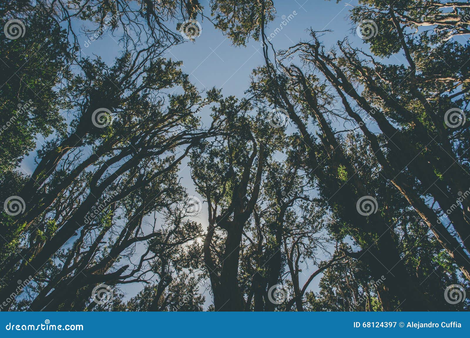 Arrayan trees stock image. Image of america, colorful - 68124397