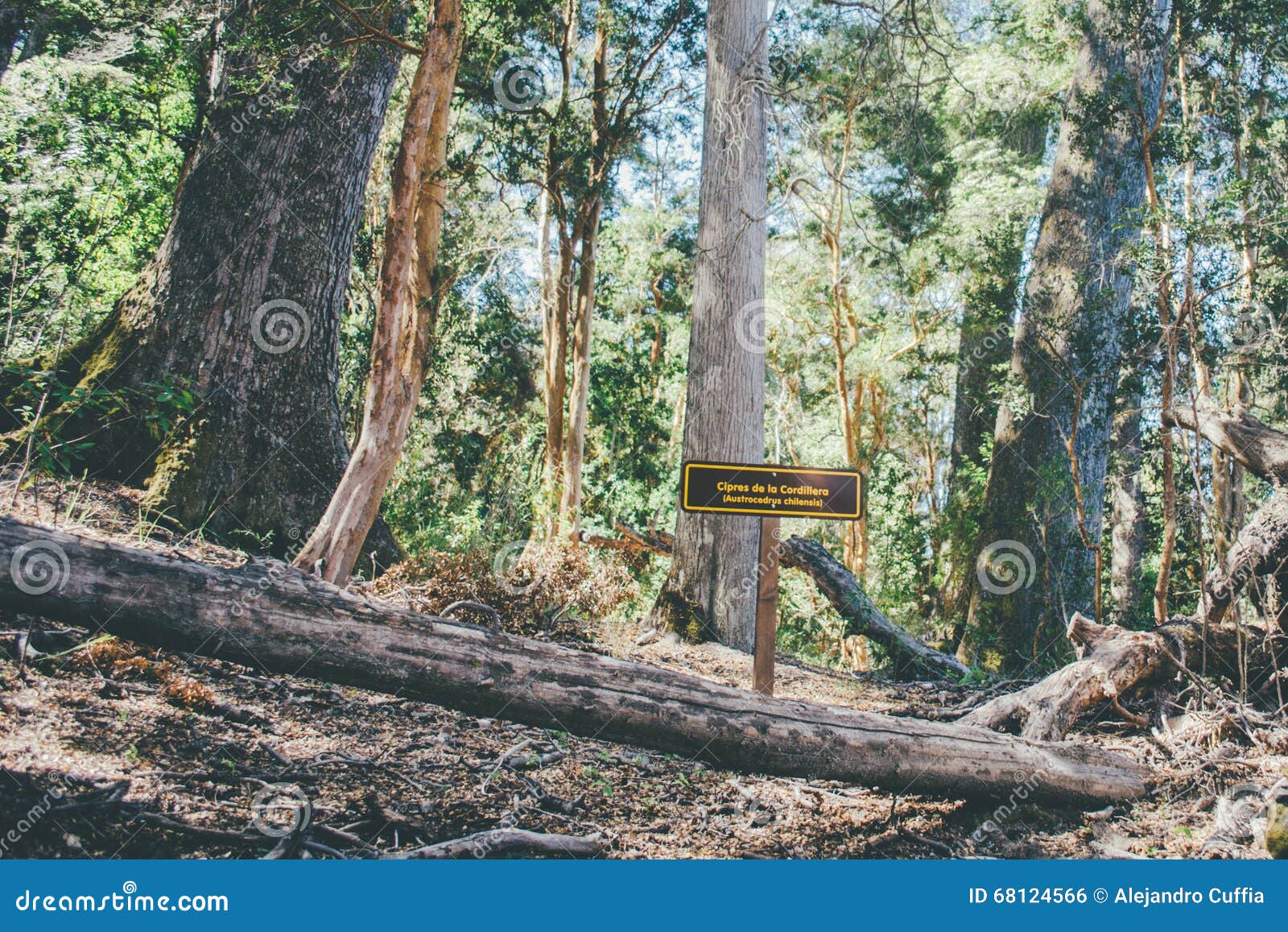 Arrayan trees stock photo. Image of garden, andes, lake - 68124566