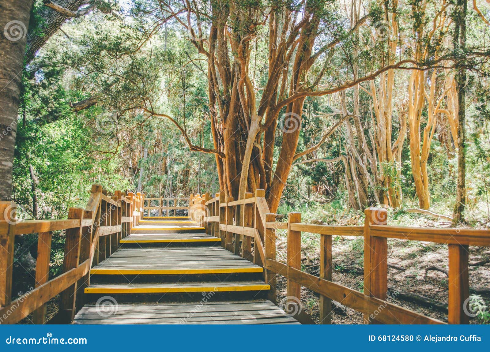 Arrayan trees stock photo. Image of color, light, lake - 68124580