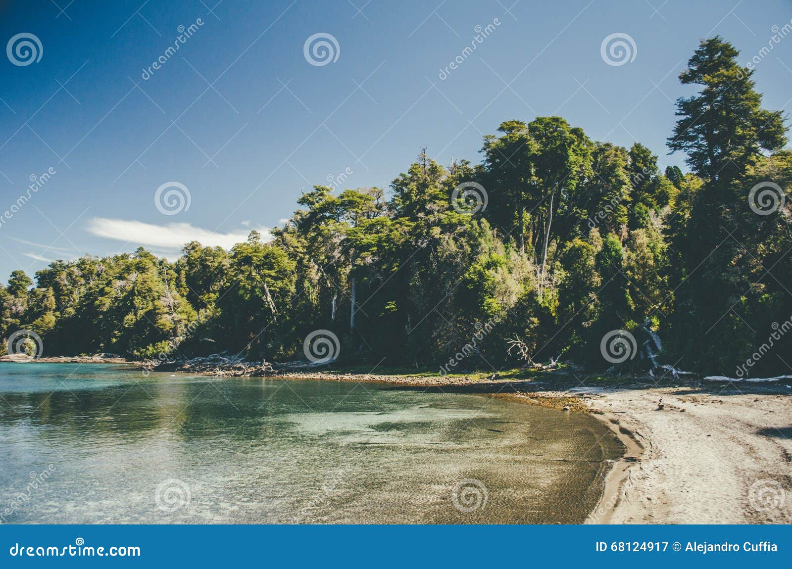 Arrayan trees stock image. Image of argentina, glacier - 68124917