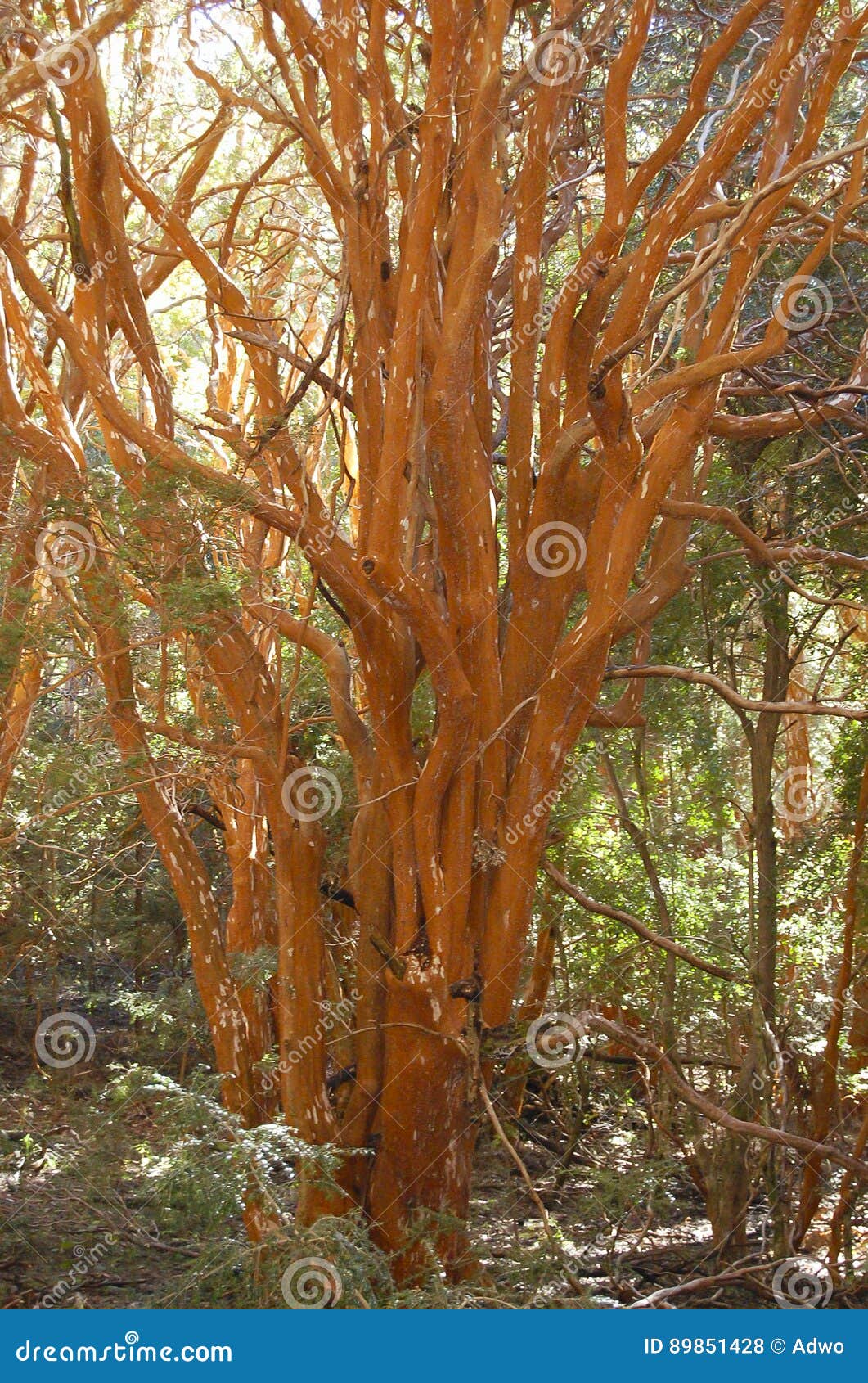Arrayan Trees - Neuquen - Argentina Stock Photo - Image of trunk, park ...