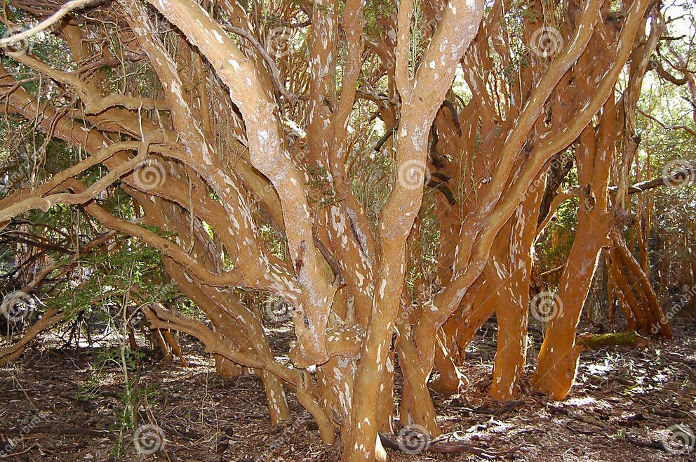 Arrayan Trees - Neuquen - Argentina Stock Photo - Image of park ...