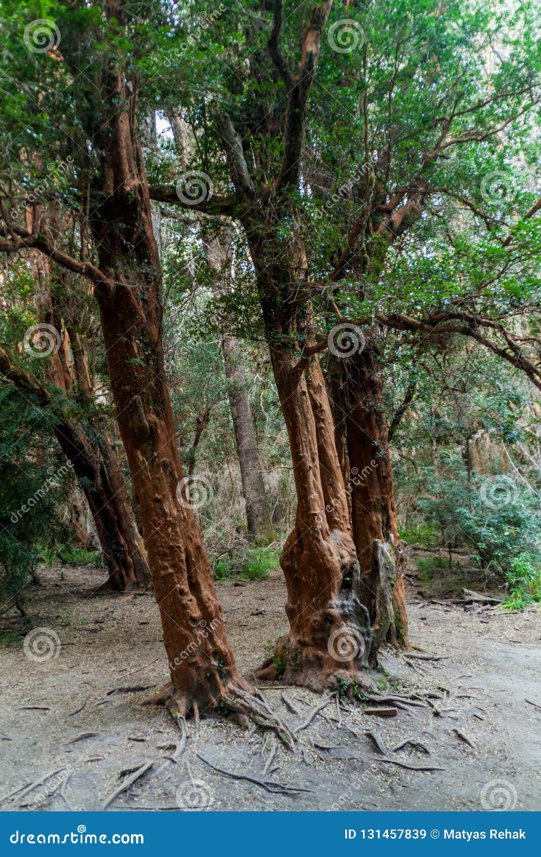 Arrayan trees stock image. Image of latin, ecosystem - 131457839