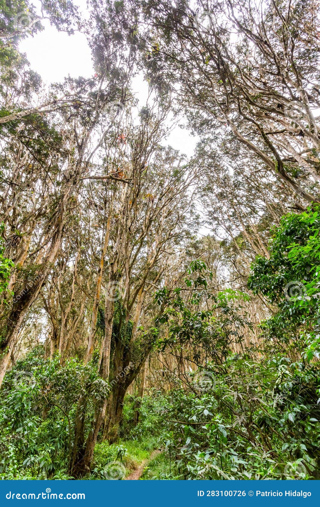 Arrayanes forest stock photo. Image of forest, green - 283100726