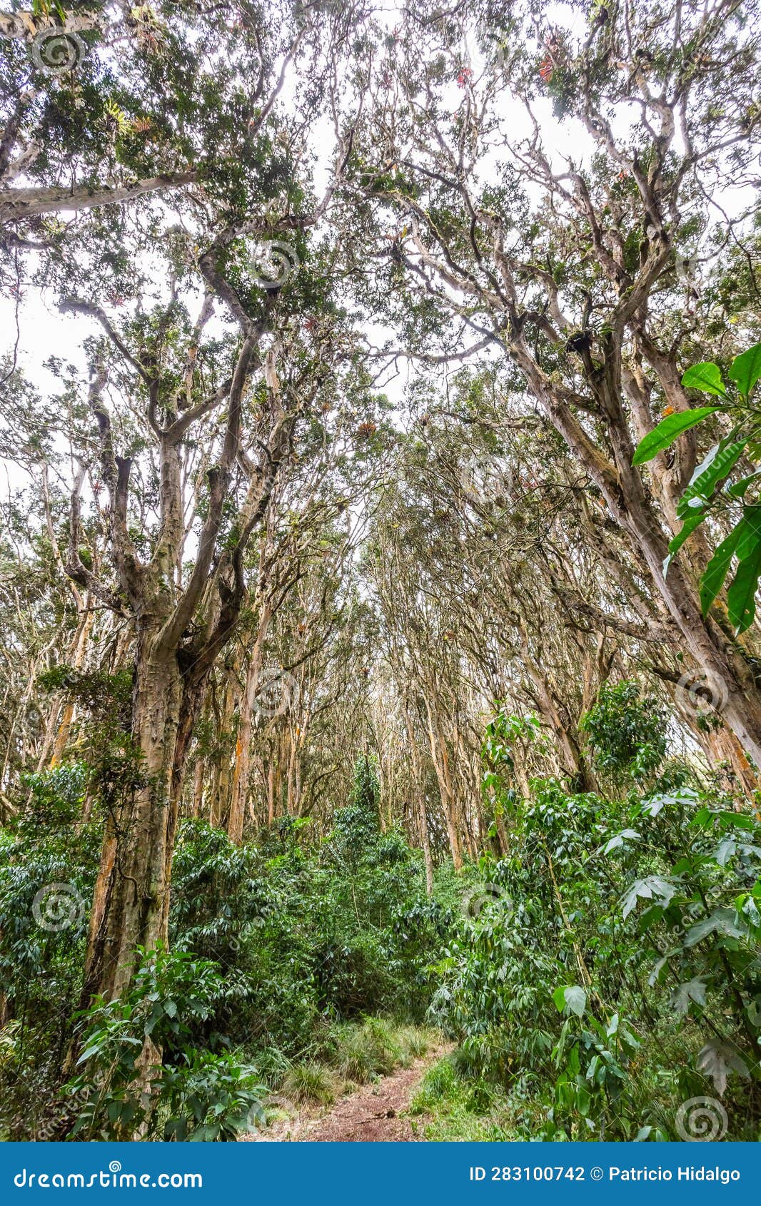 Arrayanes forest stock photo. Image of 10hectare, arrayan - 283100742