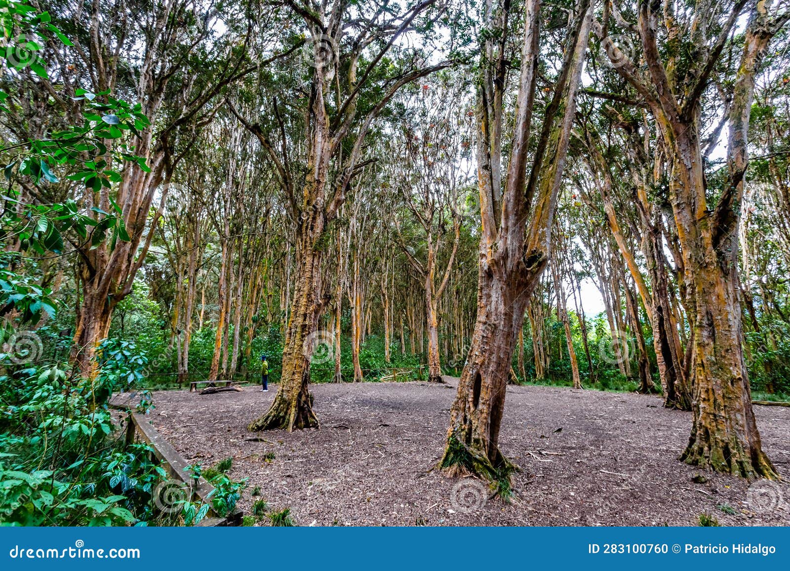 Arrayanes forest stock photo. Image of reddish, breathe - 283100760