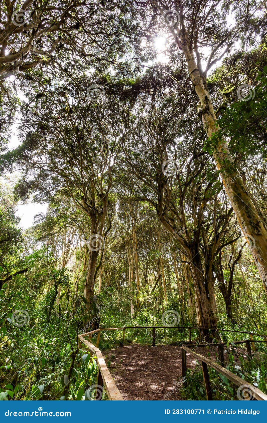 Arrayanes forest stock image. Image of vault, forest - 283100771