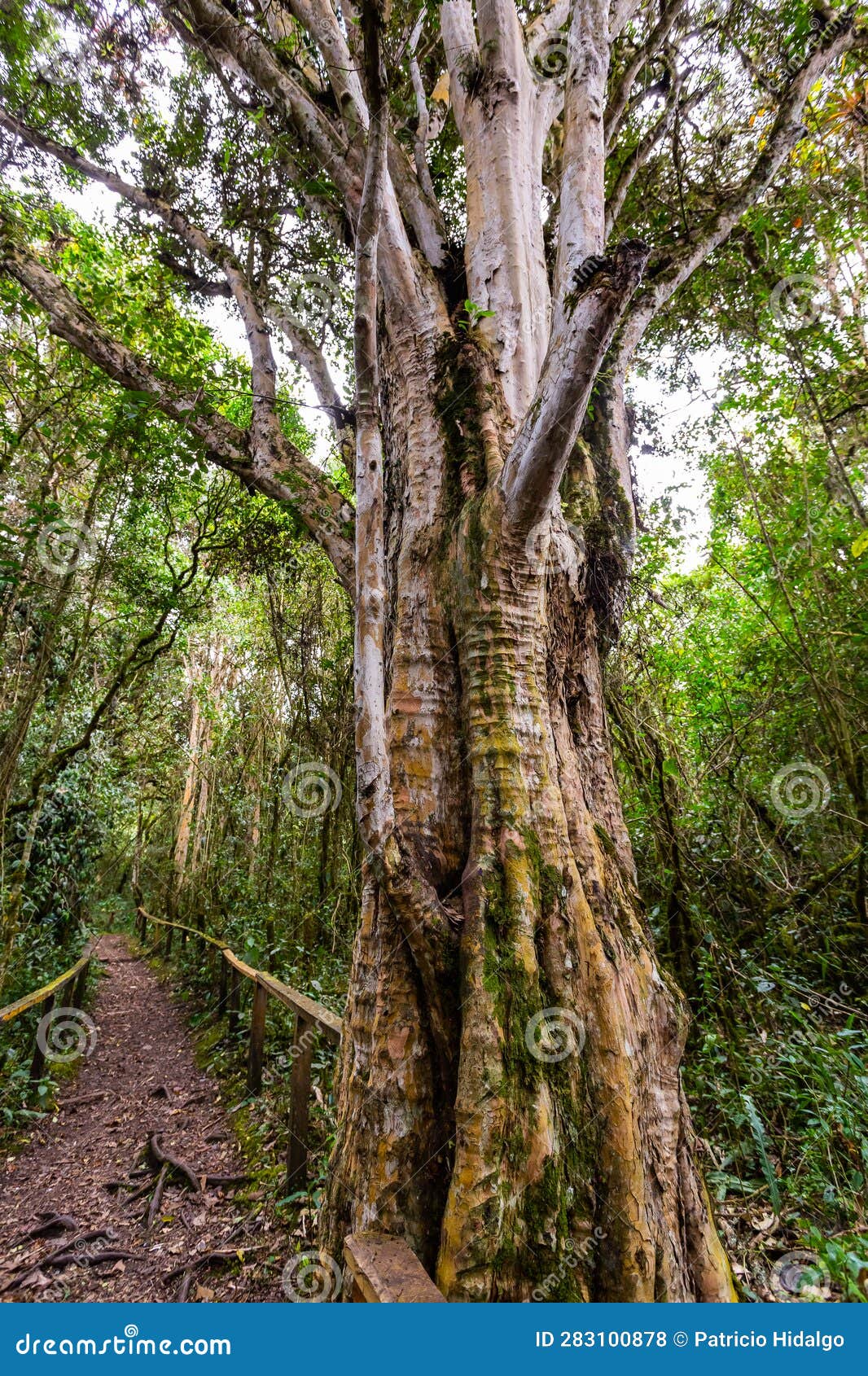 Arrayanes forest stock photo. Image of trees, green - 283100878