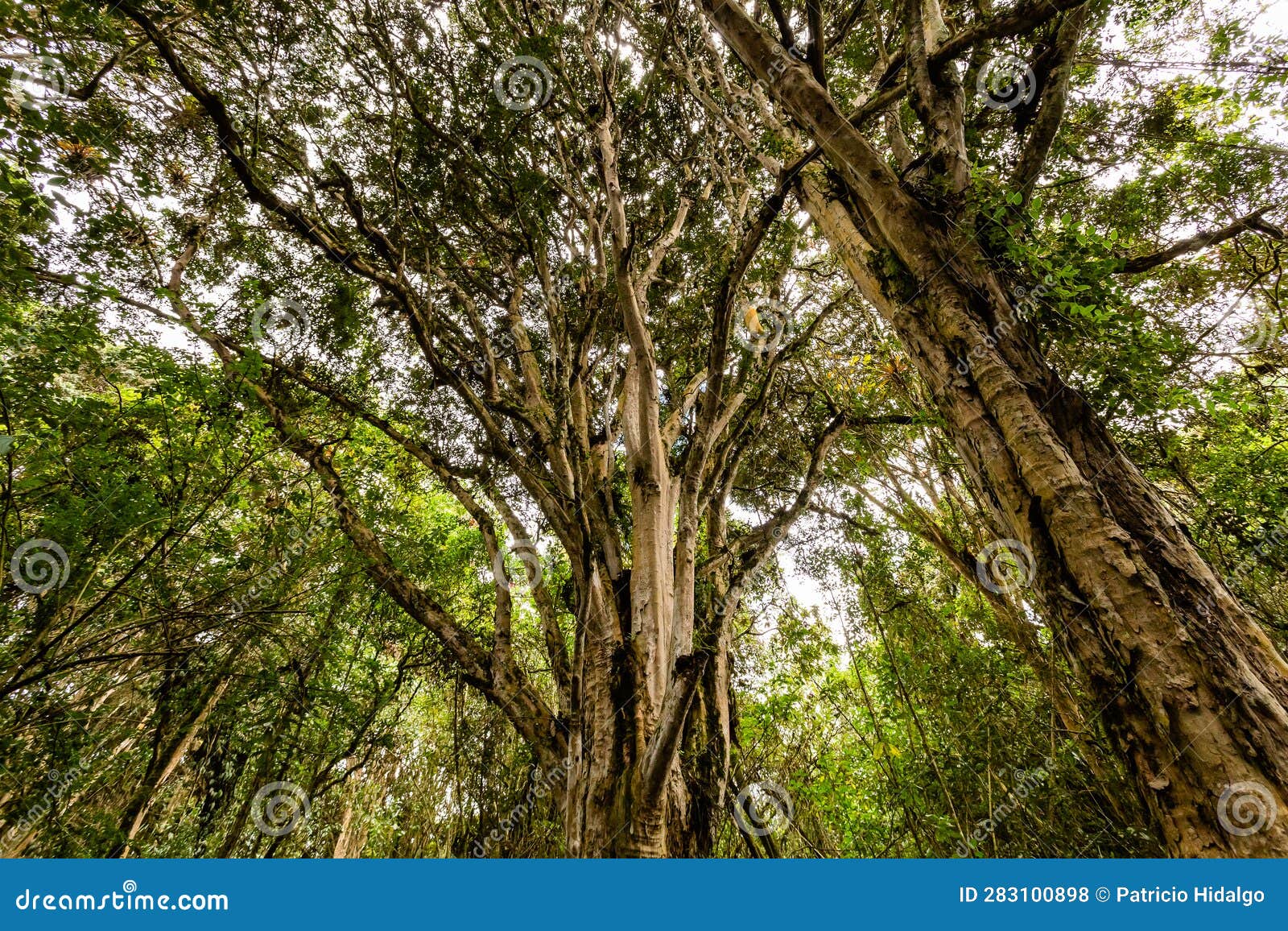 Arrayanes forest stock photo. Image of thick, site, reserve - 283100898