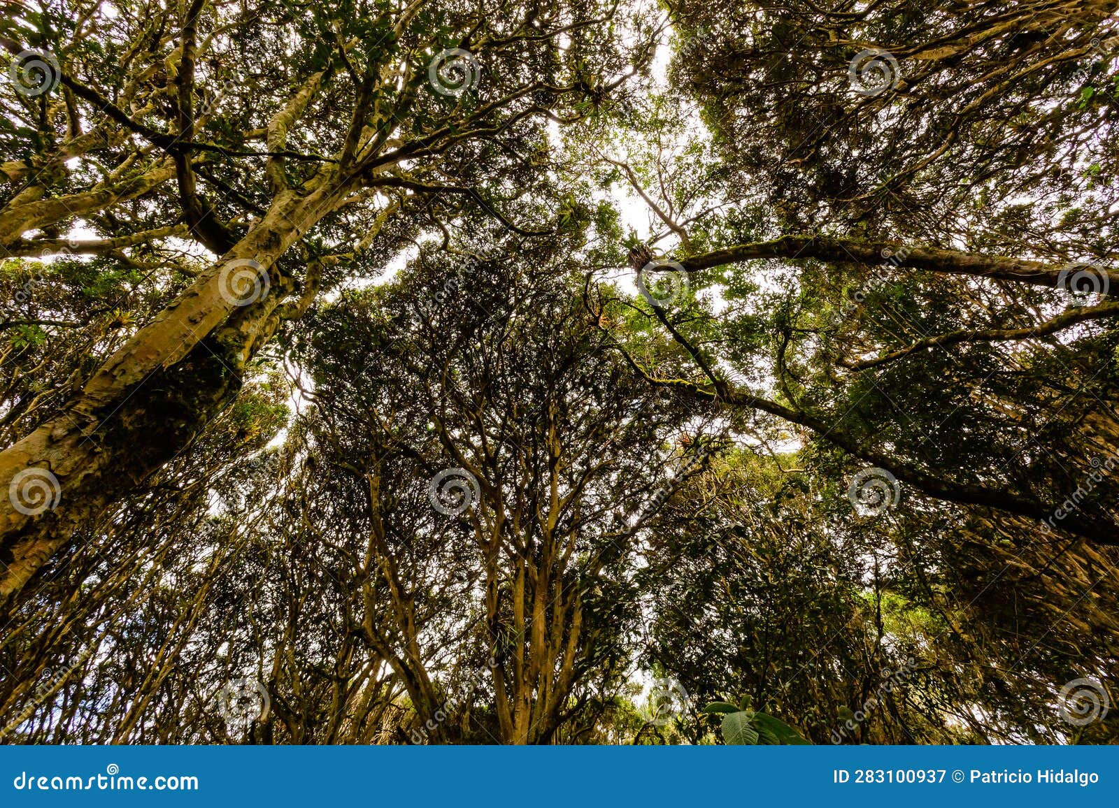 Arrayanes forest stock image. Image of 10hectare, atmosphere - 283100937