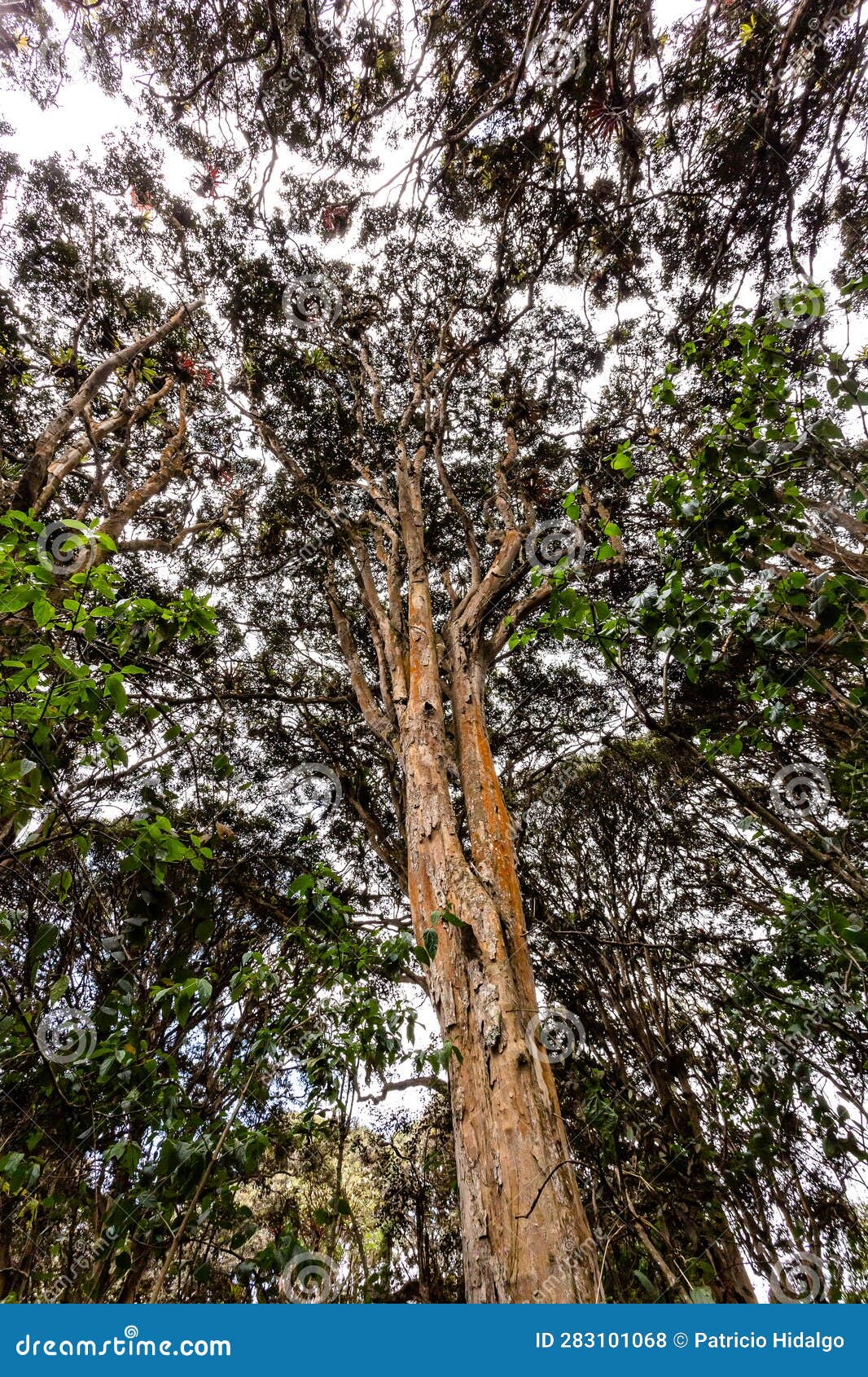 Arrayanes forest stock photo. Image of reddish, hectare - 283101068