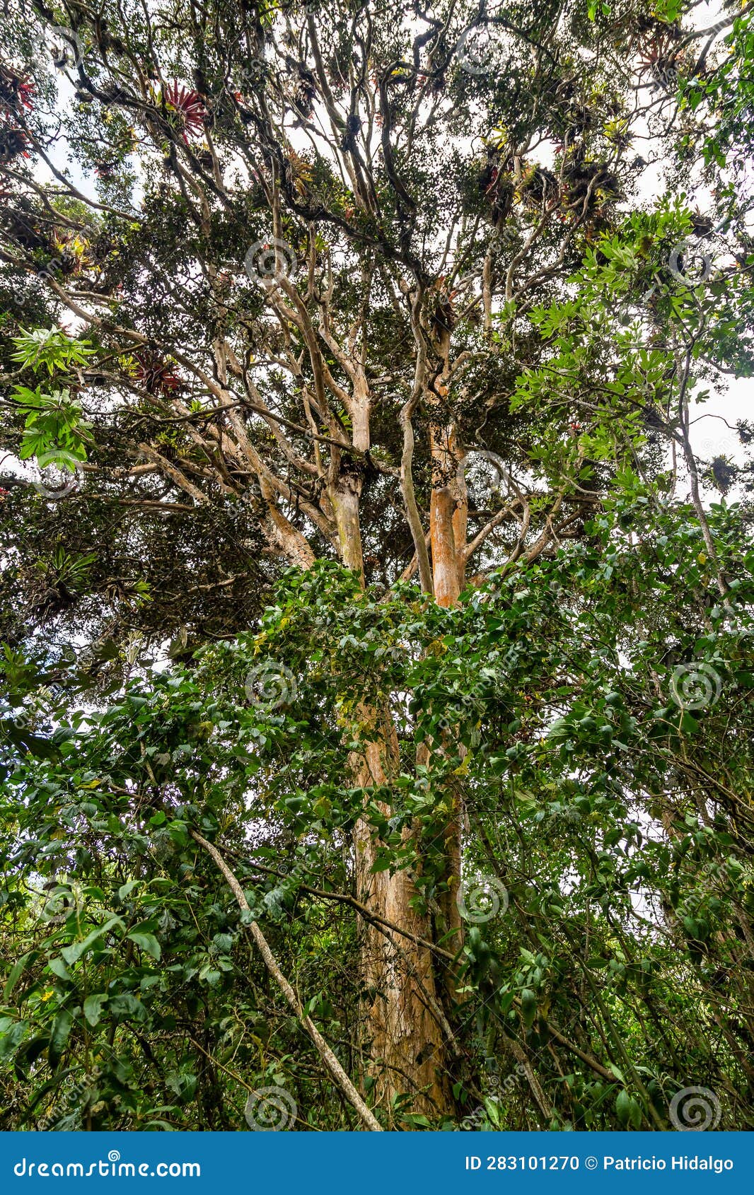 Arrayanes forest stock photo. Image of tree, trunk, mountains - 283101270