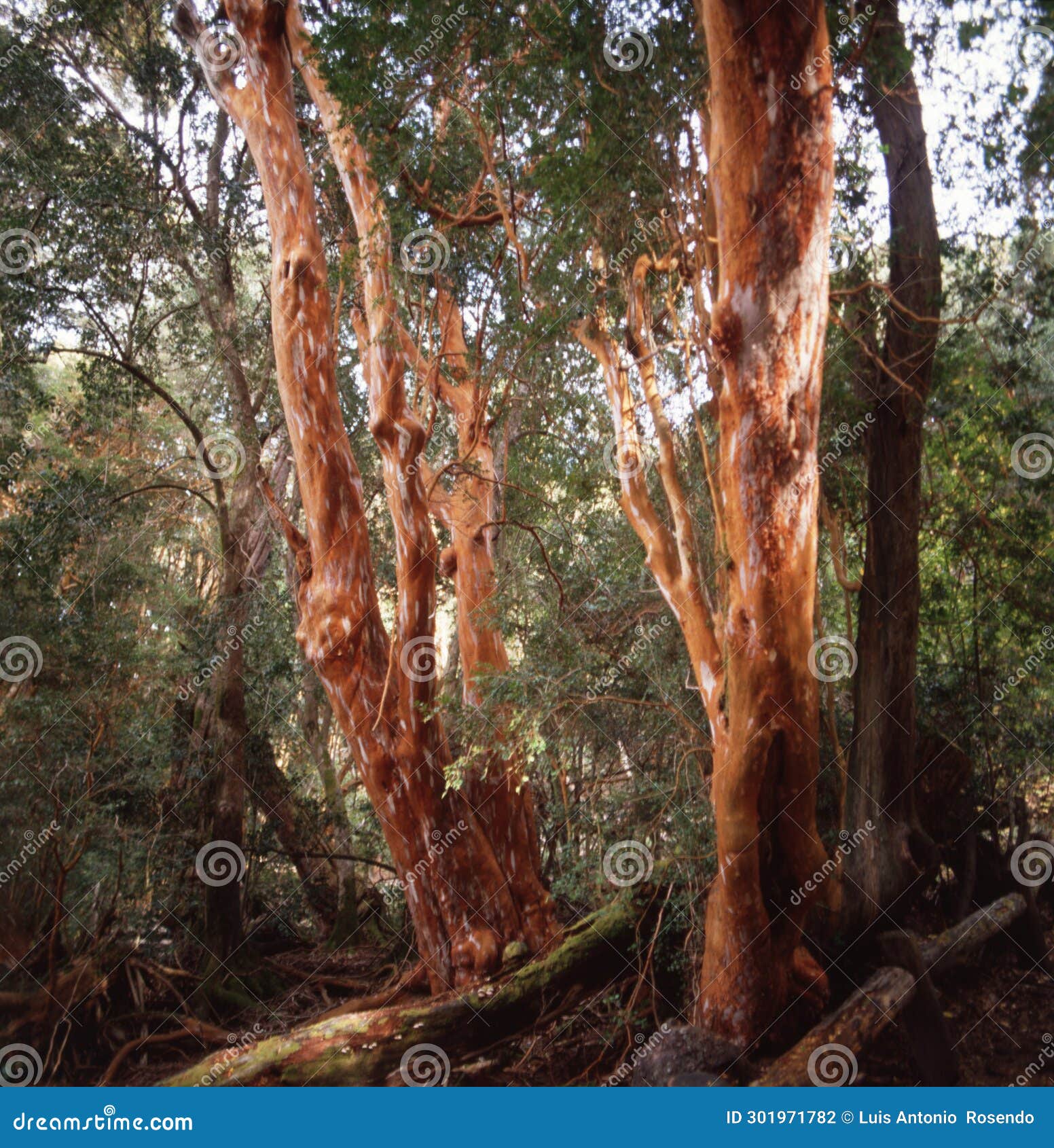 Arrayanes Forest, a Tree with a Reddish Trunk and Thick Foliage, the ...