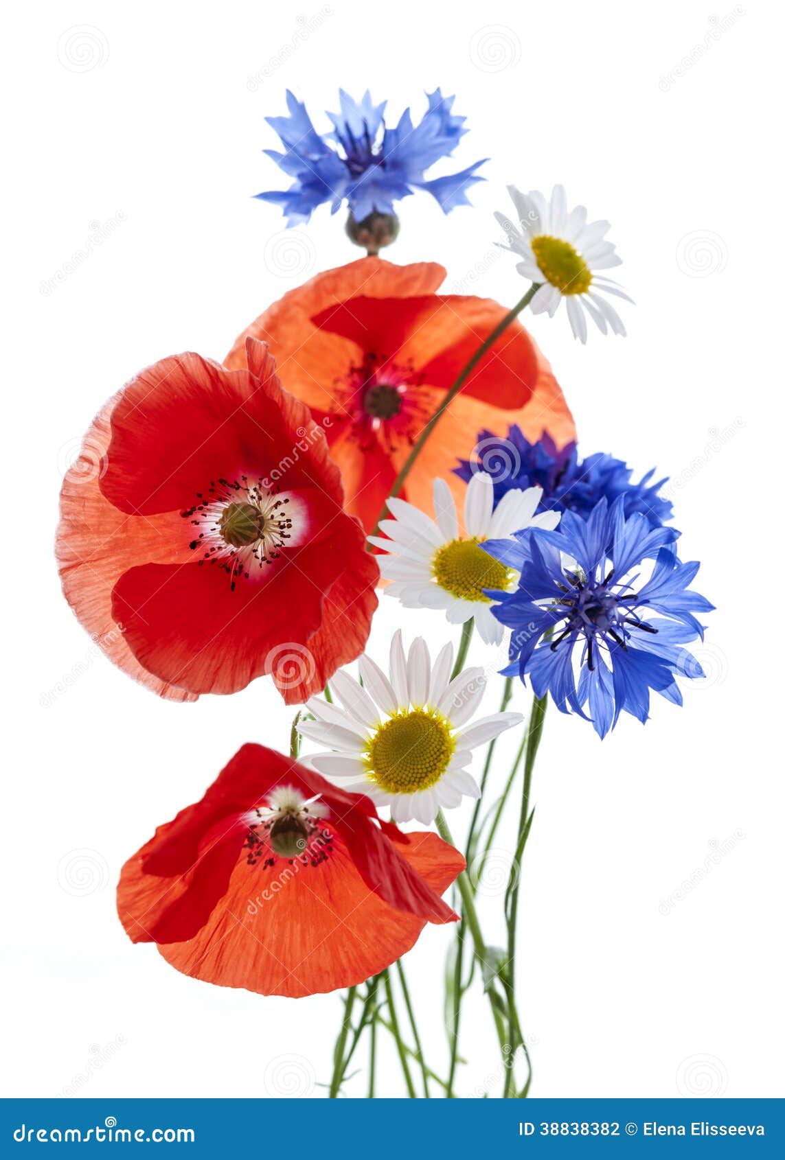 Arreglo del Wildflower foto de archivo. Imagen de primer - 38838382