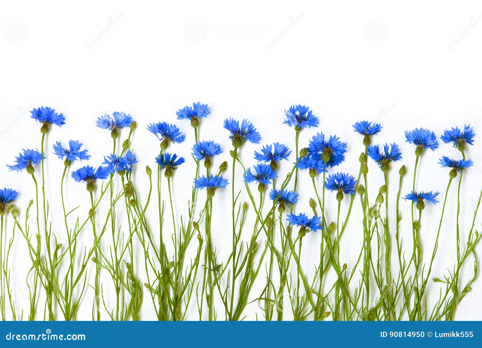 Arreglo Hermoso Del Aciano Azul Foto de archivo - Imagen de espacio ...