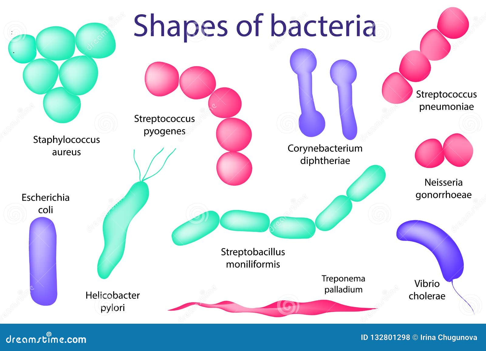 Arreglos Del Microorganismo Bacteriano Ilustración del Vector - Ilustración de criatura, molde ...