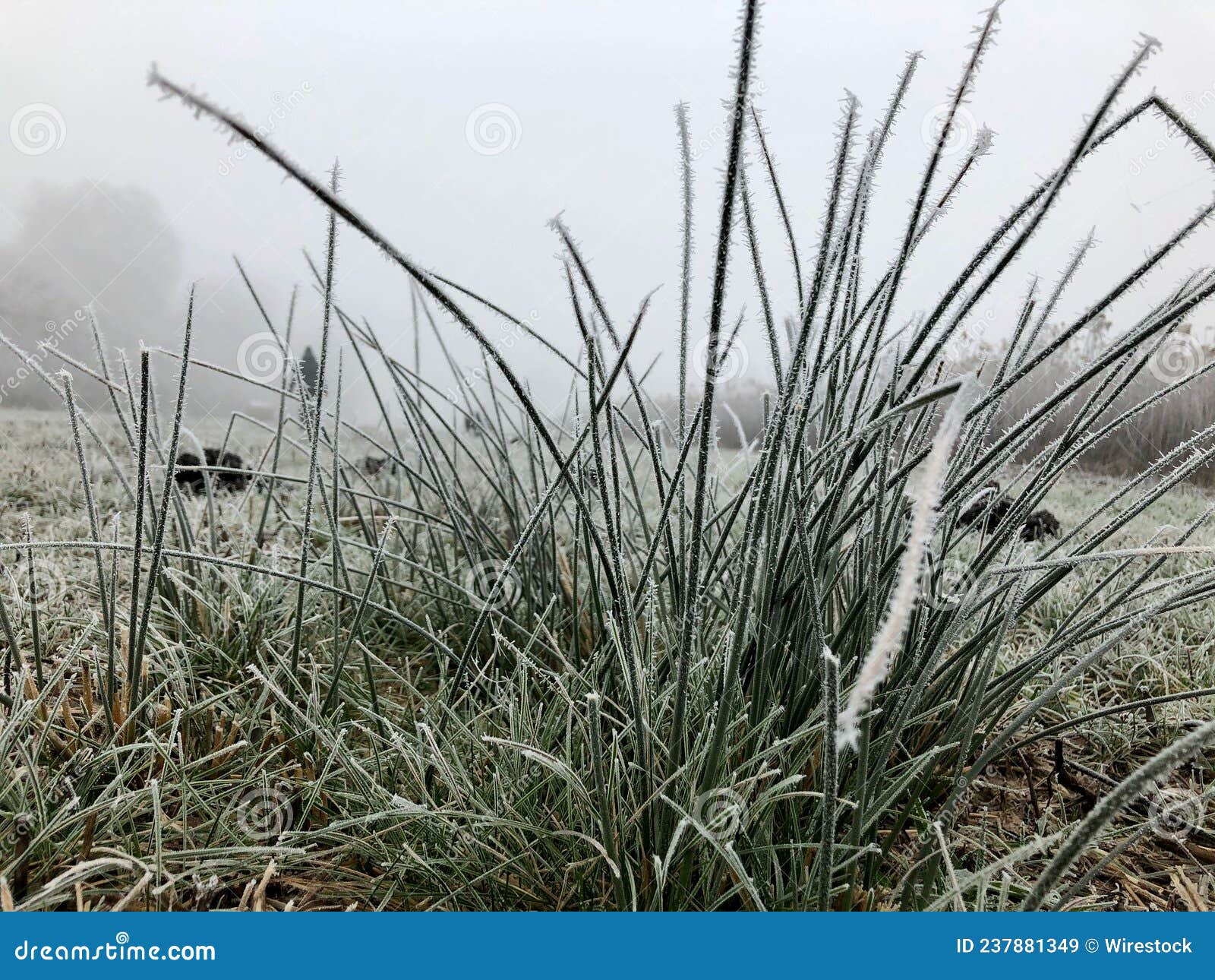 Arremesso De Uma Planta Com Orvalho E Geada Num Campo Imagem de Stock ...