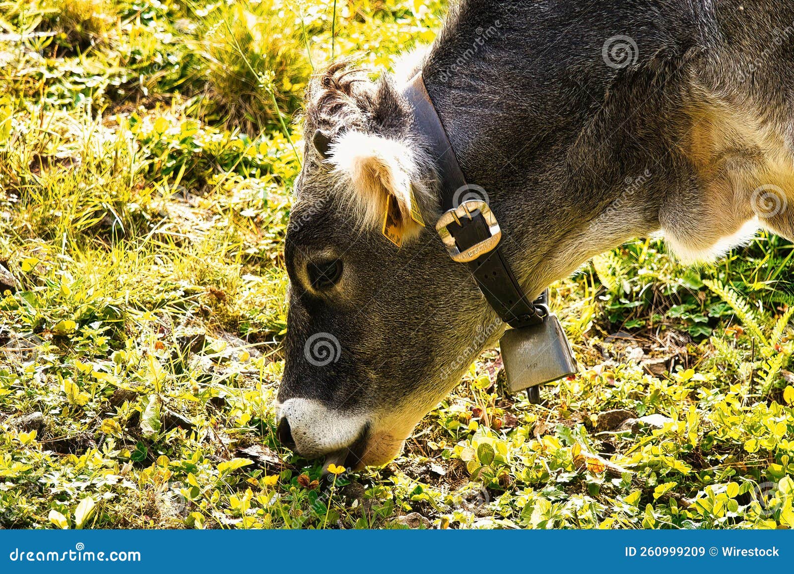 Arremesso De Uma Vaca Comendo Erva Imagem de Stock - Imagem de grama ...