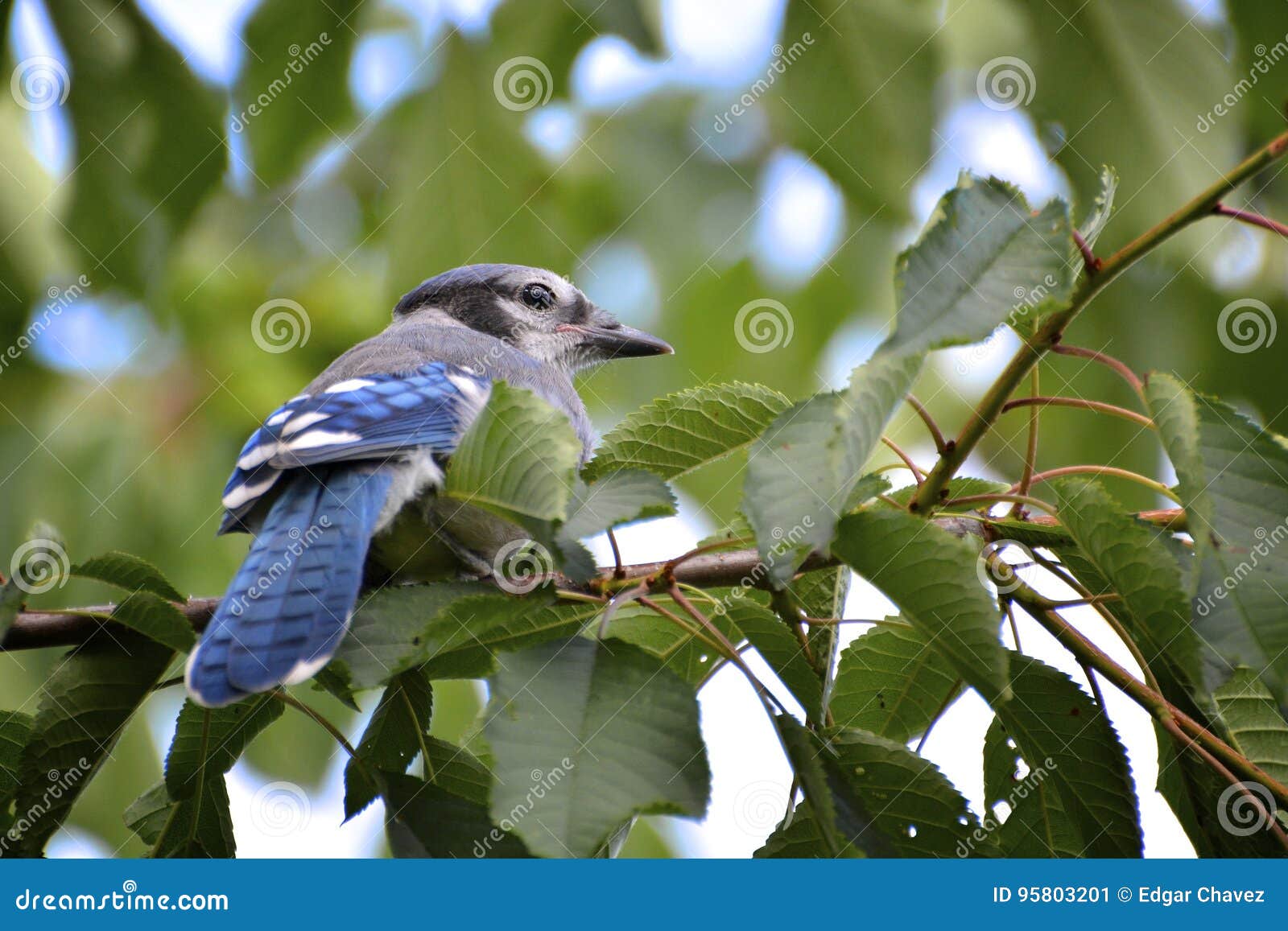 Arrendajo azul imagen de archivo. Imagen de hermoso, sentada - 95803201
