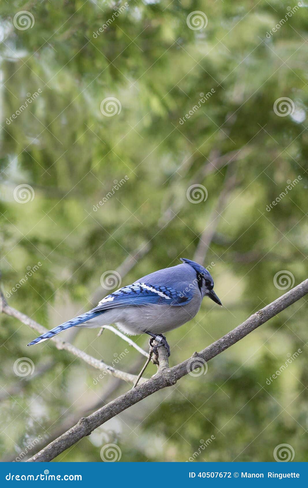 Arrendajo Azul Con La Pierna Congregada Foto de archivo - Imagen de ...